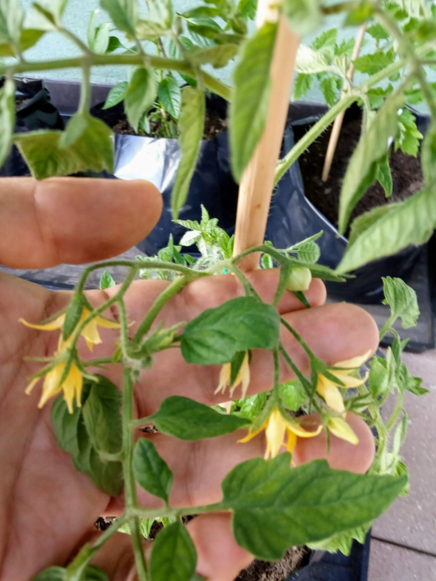 Update – Open Breeding