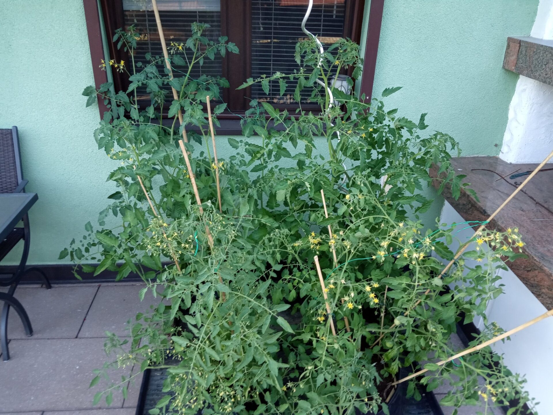 Die restlichen Tomaten